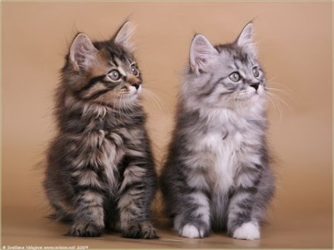 Kačių veislės: Nuotraukos