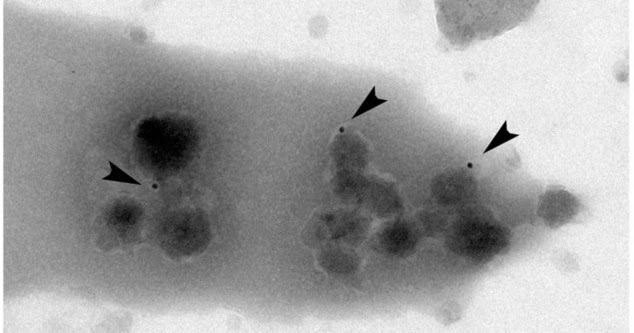 Neuromics: Petaka Cell Culturing System in Action