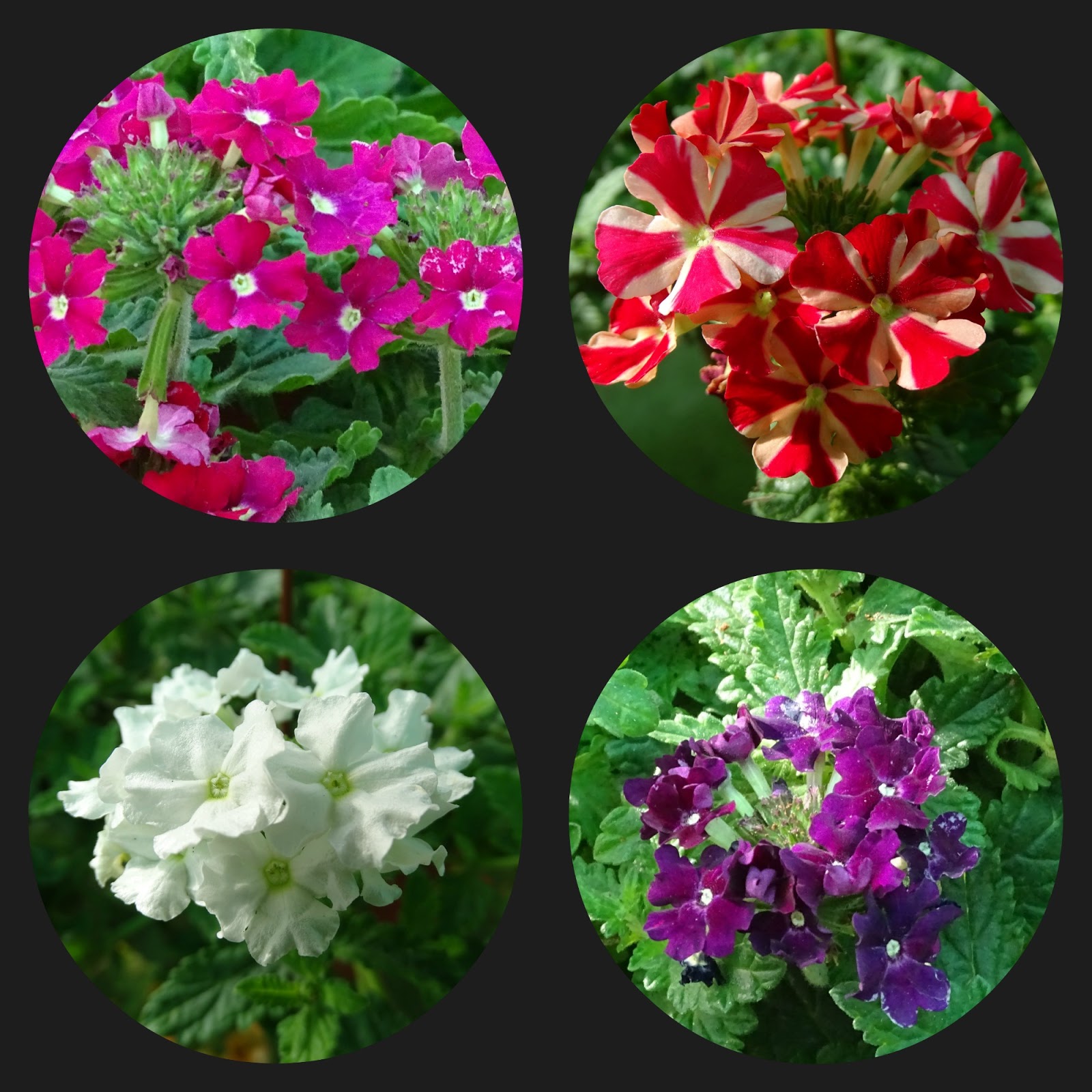 Verbena repens hybrida (Verbena rastrera)