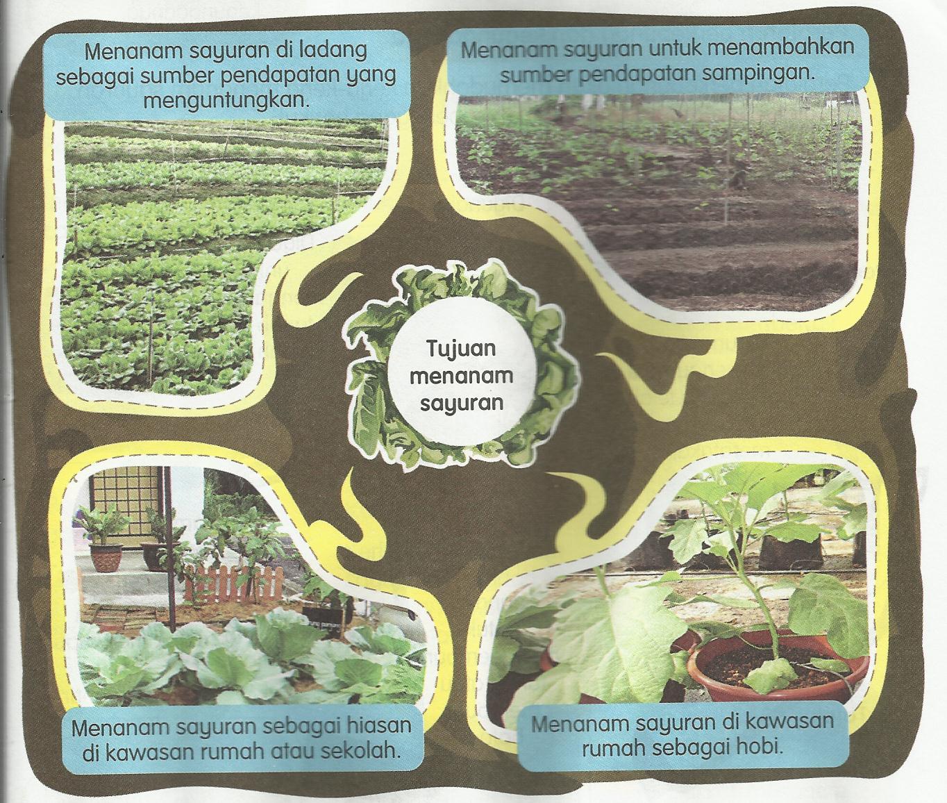 Kemahiran Hidup Bersepadu Tahun 6: Tanaman Sayuran
