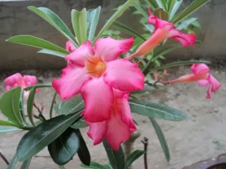 Red Plumeria or Frangipani or Bunga Kamboja Merah (Indonesia)