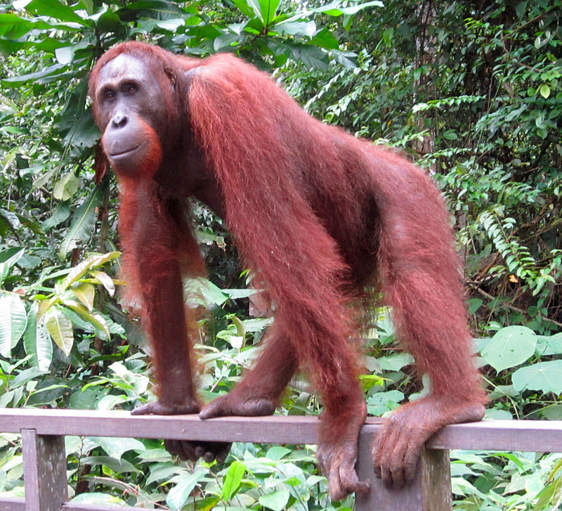 Adventures from Vietnam: Orangutan - Man of the Forest