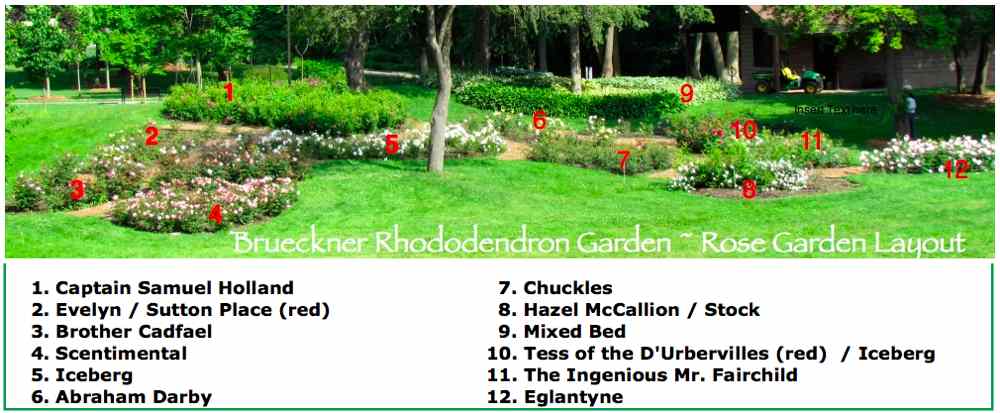 Brueckner Rhododendron Gardens: Rose Garden Design Legend Map: Name ...