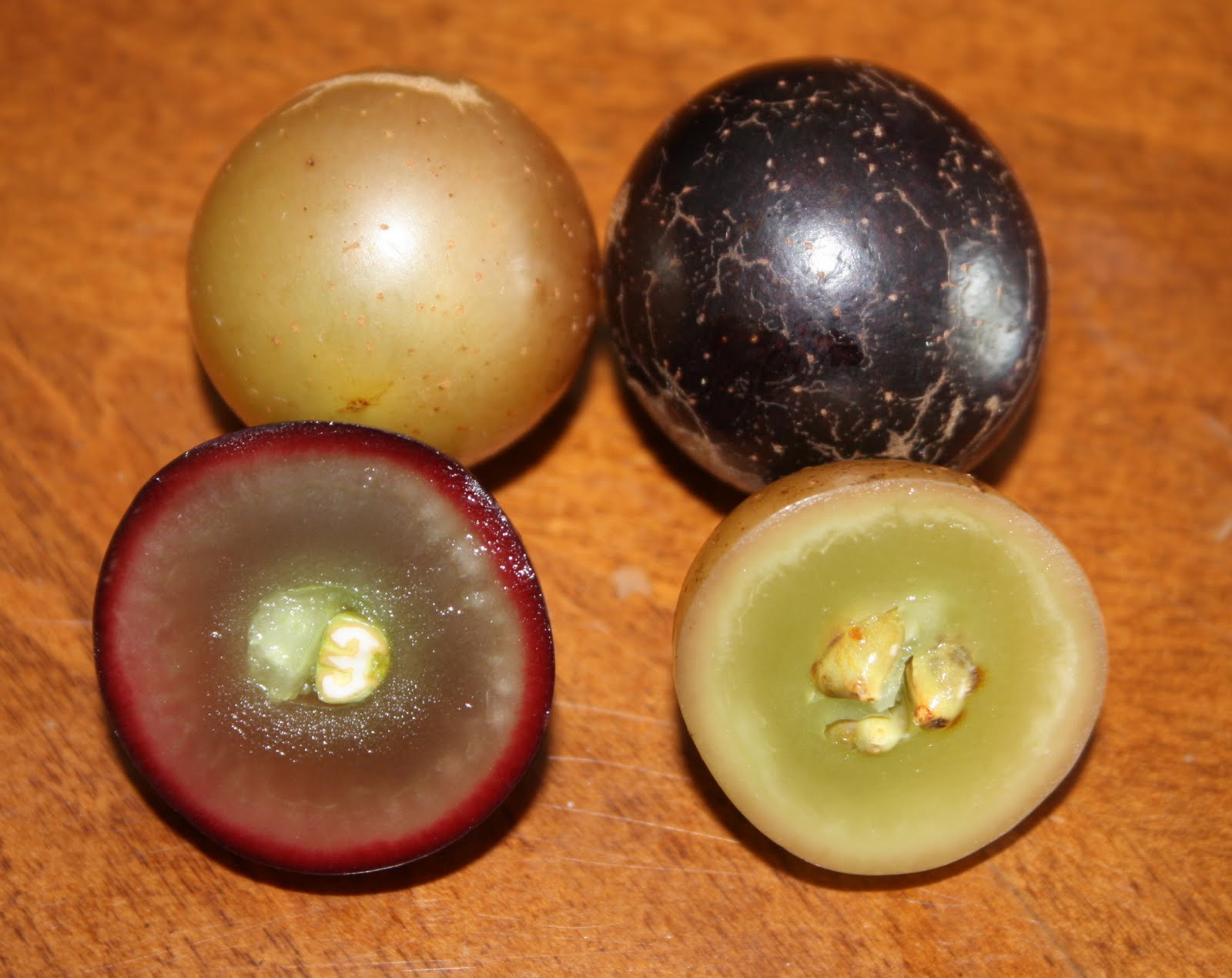 the great fruit hunt: Muscadine Grapes / Bronze Scuppernong Muscadine