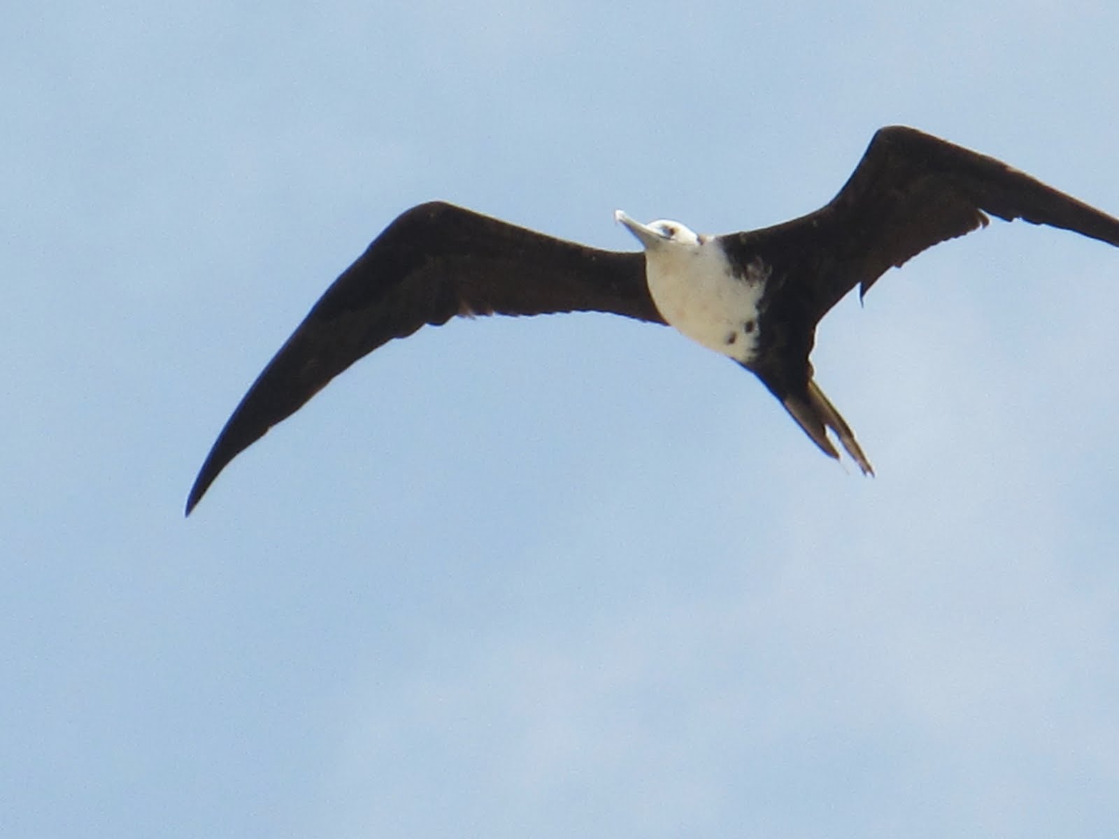 BirdsEyeViews: St. Kitts Birds