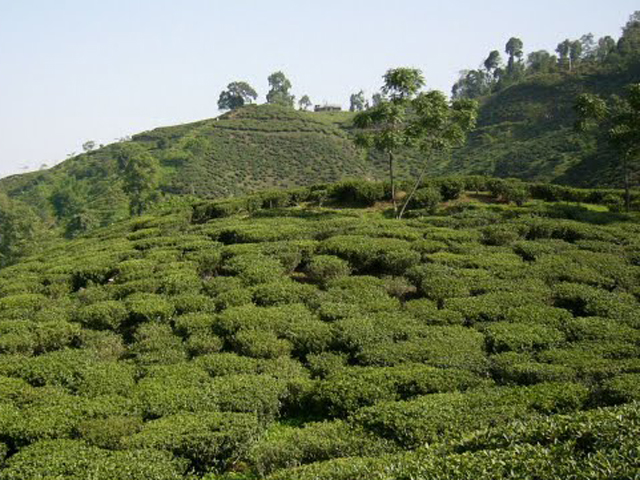 Introduction To ilam district - EVERYTHING ABOUT PURWANCHAL || Eastern ...