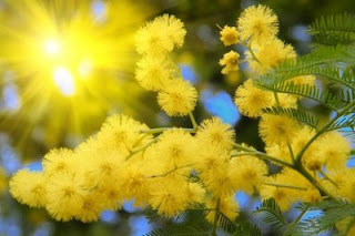 Symbolique maçonnique du mimosa selon Jules Boucher