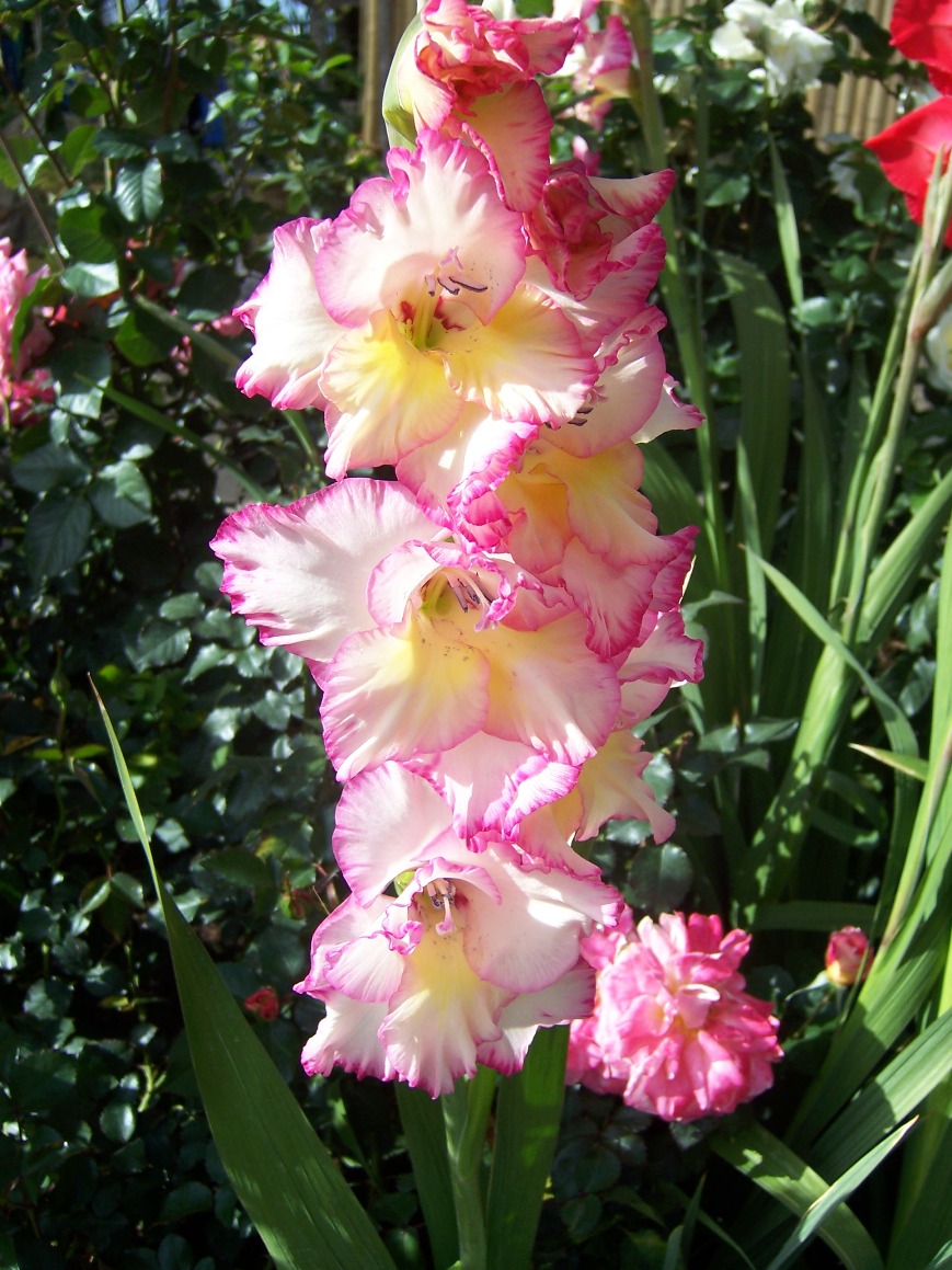 The 2 Minute Gardener: Photo - Gladiolus