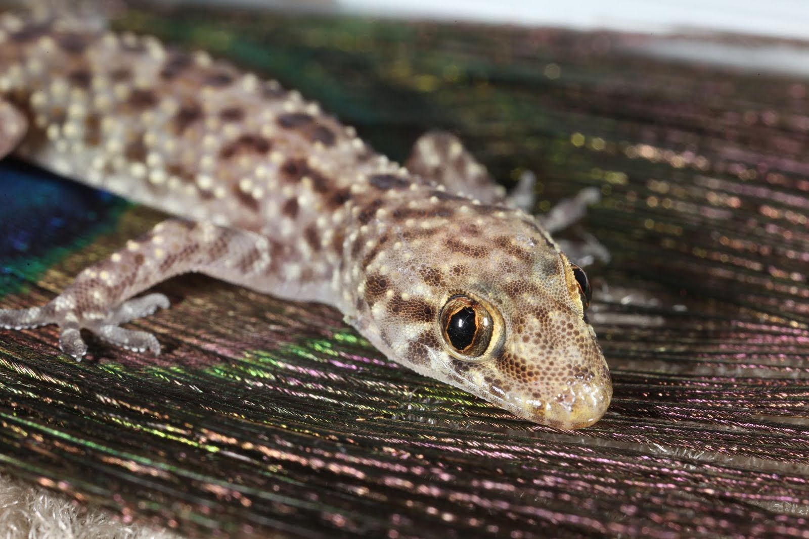 JaredDavidsonPhotography: Macro pictures of a Mediterranean Gecko ...