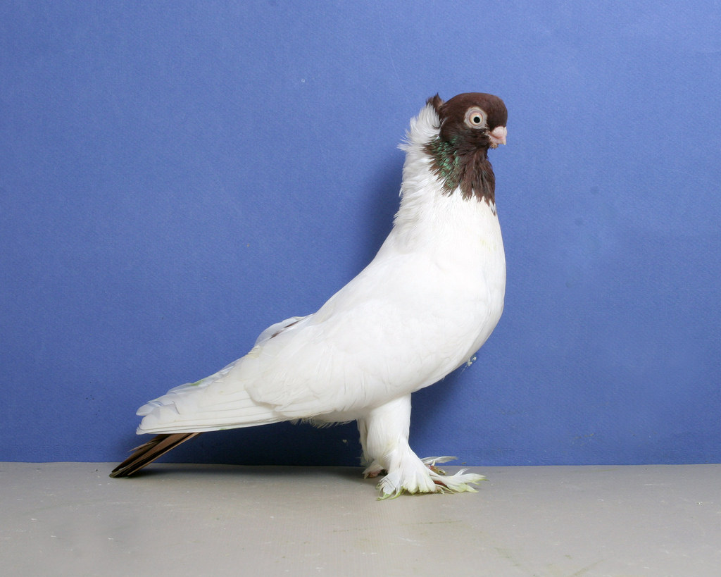 Koenigsberg Moorhead | BD PIGEONS