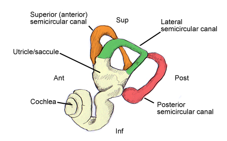 The anatomy of the ear | blogger uni doctors