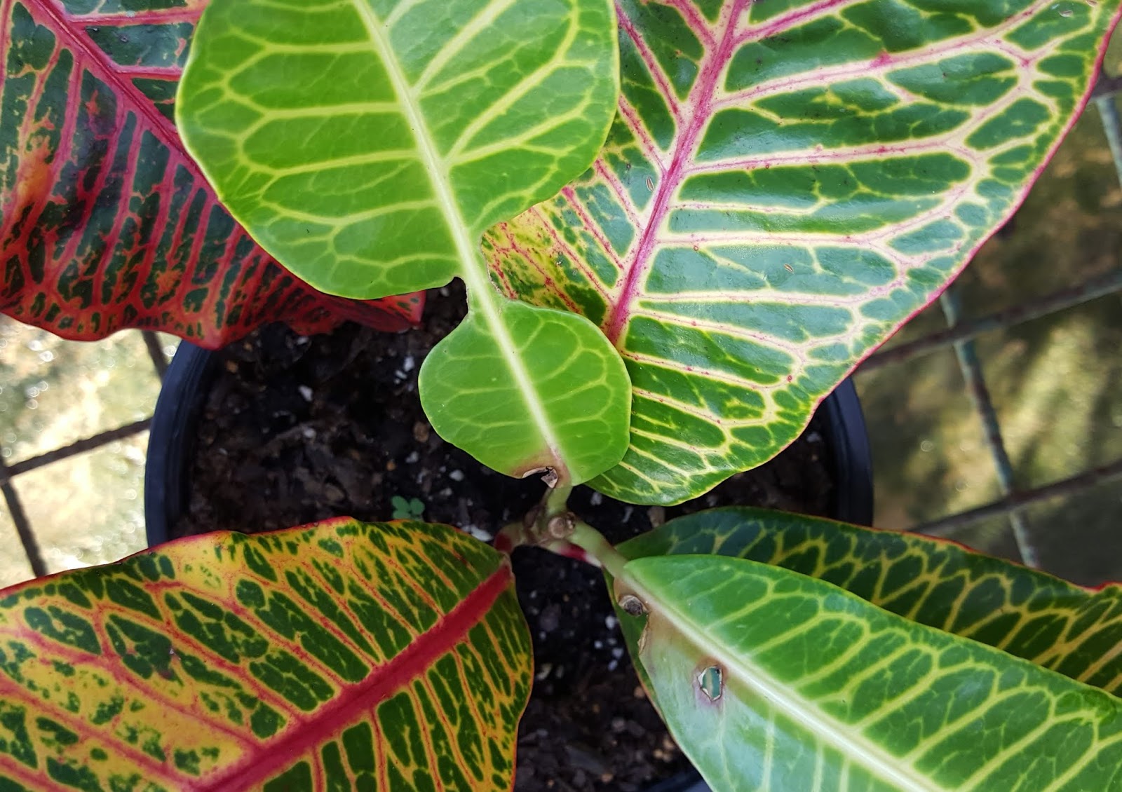 Visit to La Vega Plant Shop