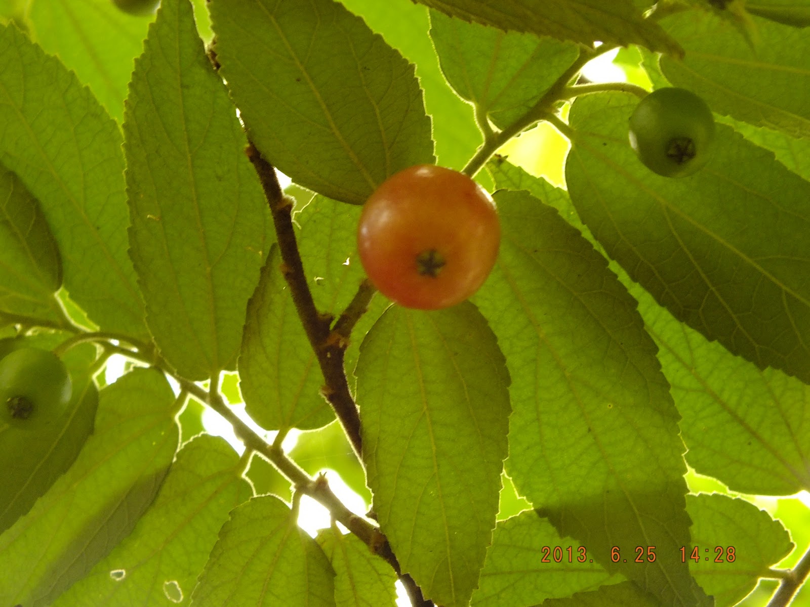 Photography with Dr. Ernie.: Plant/Tree: Muntingia Calabura (aratiles ...