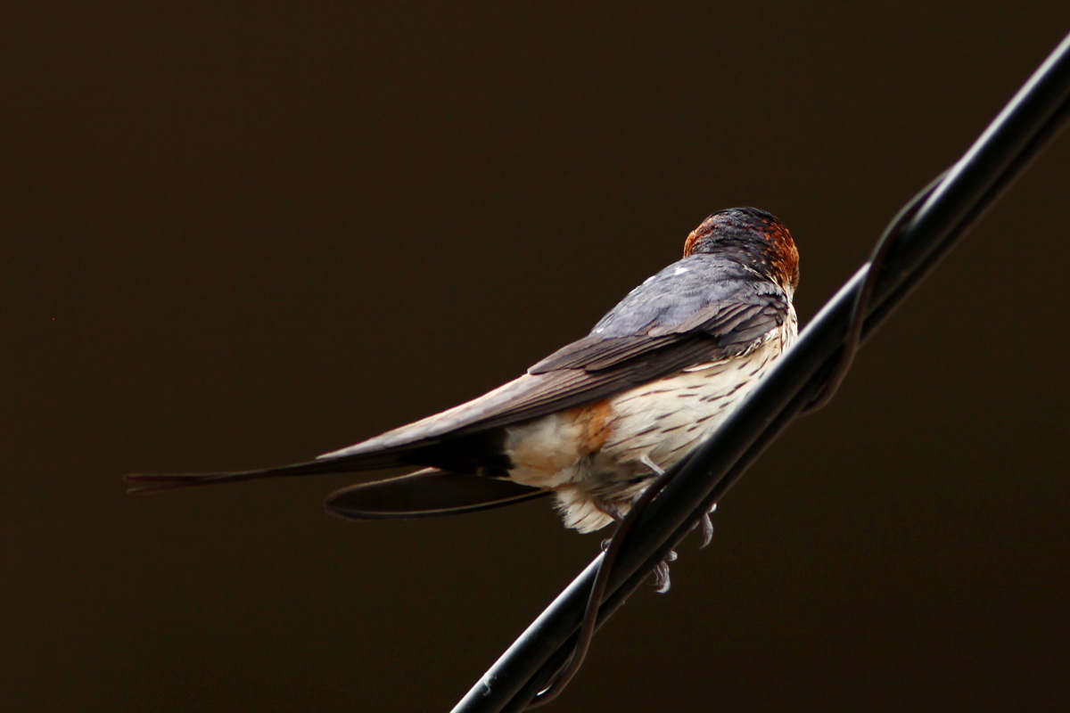 Unravel: Red-rumped Swallow