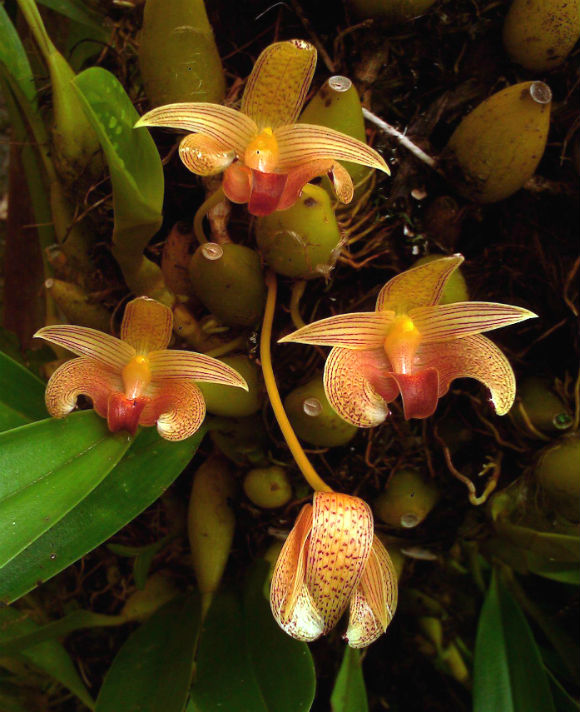 Wild orchids in sumatra: 700. 7. Bulbophyllum sumatranum forma ...