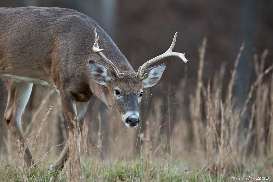 Country Captures: The Rut is On!