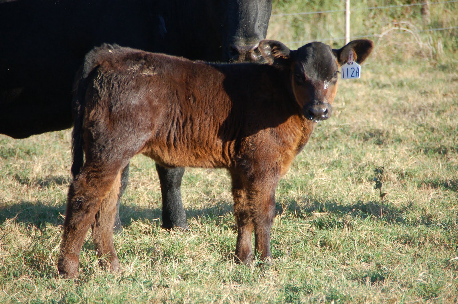 Buck Cattle Co. Blog: September 2011