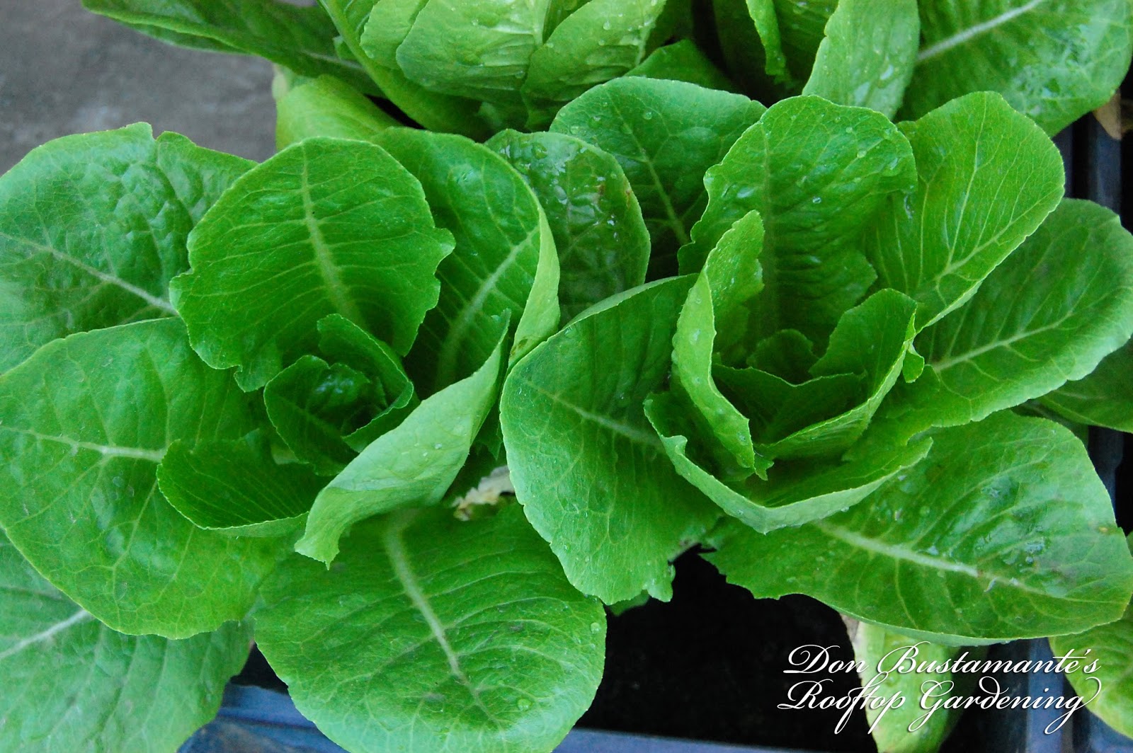 Don Bustamante's Rooftop Garden: Lettuce [Mini Romaine]