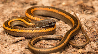 Ular Asli Indonesia: Colubridae