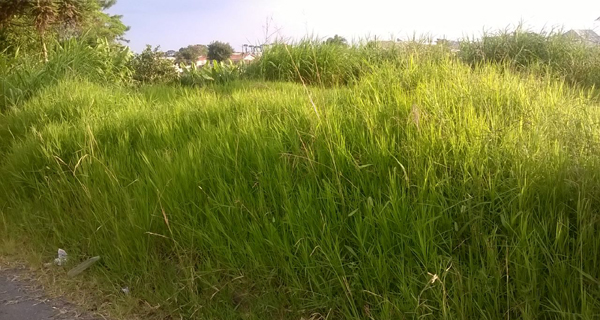 AQUI SE GRITA!: Vivo num Matagal