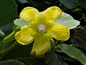 All About Science: SIMPUR (Brunei's National Flower) Story