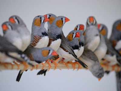 Zebra Finch Colors