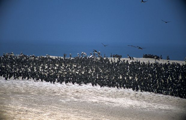 RESERVA SAN FERNANDO: BAHIA DE SAN FERNANDO EN ICA (NAZCA - MARCONA)