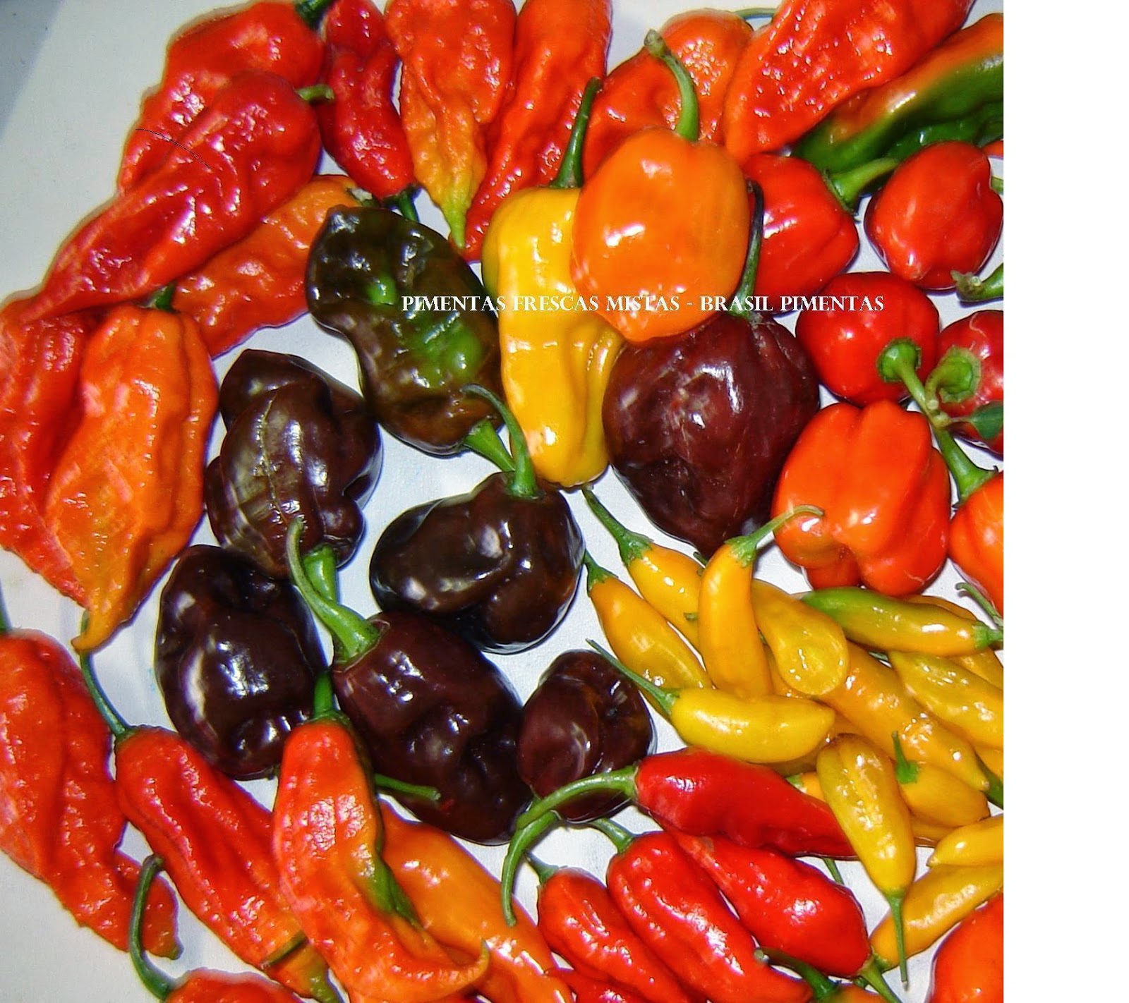 Brasil Pimentas - Pimentas do Brasil e do Mundo !: Pimentas Frescas ...