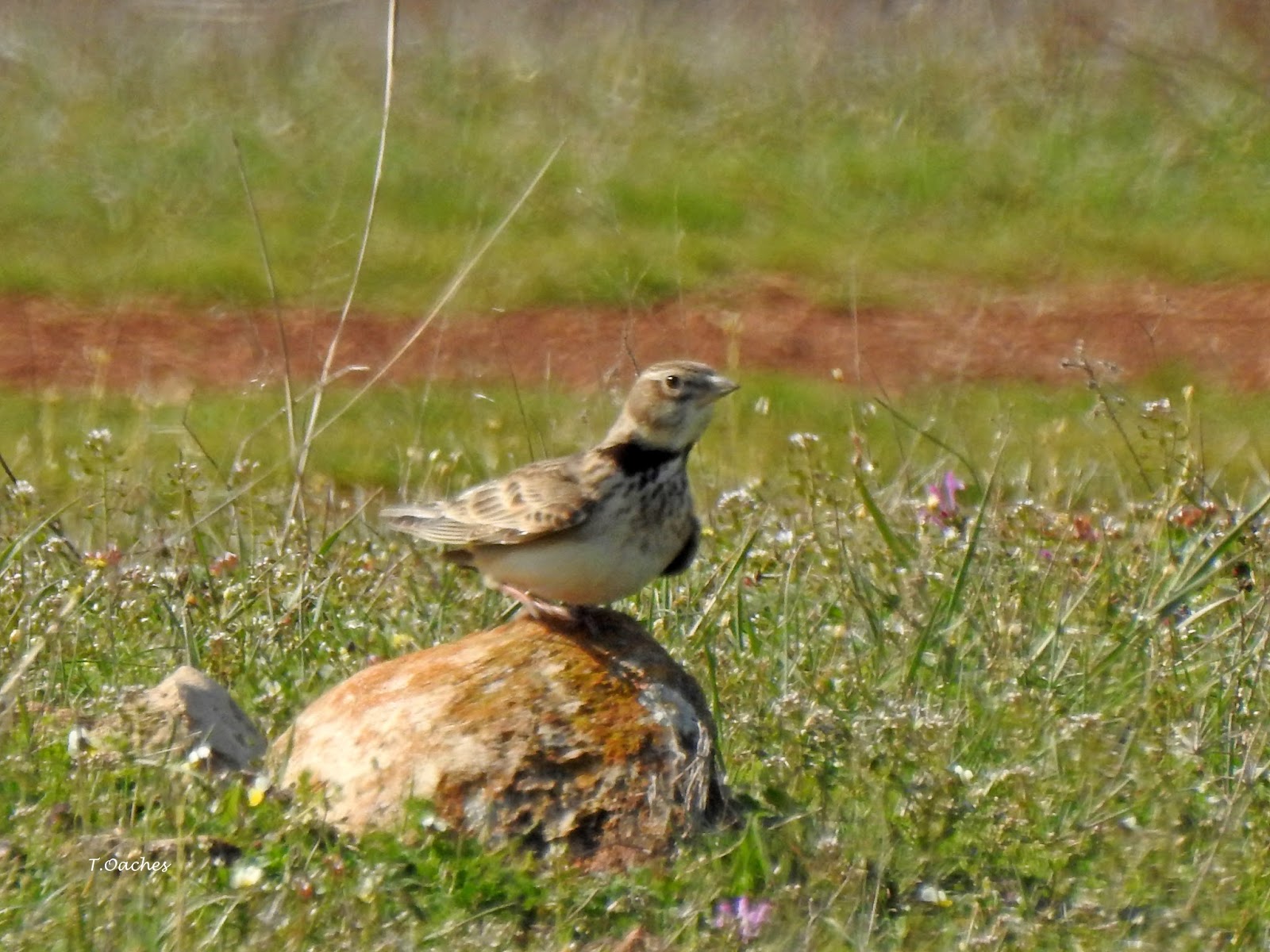 PASARI DIN ROMANIA: CIOCARLIE DE BARAGAN, Melanocorypha calandra