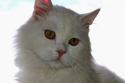 صور القط الشيرازى المون فيس Shirazi cat Moon Face