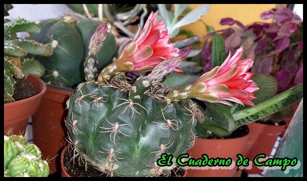 El Cuaderno de Campo: Cactus que han dado flor en mayo: Rebutia ...
