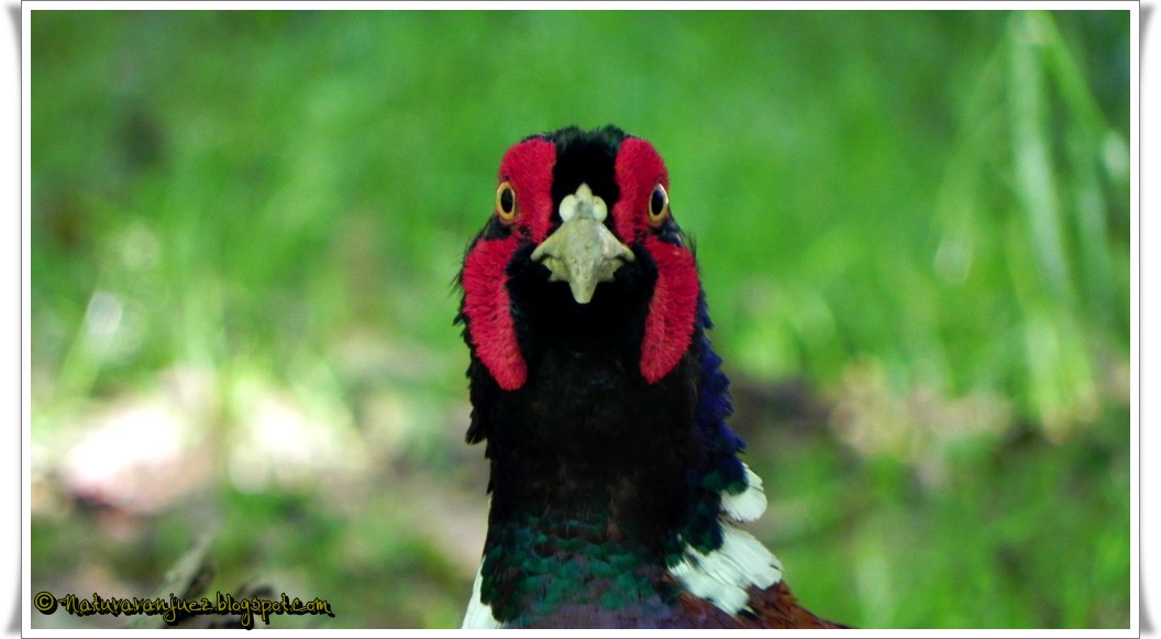NaturAranjuez: FAISAN COMUN (Phasianus colchicus)