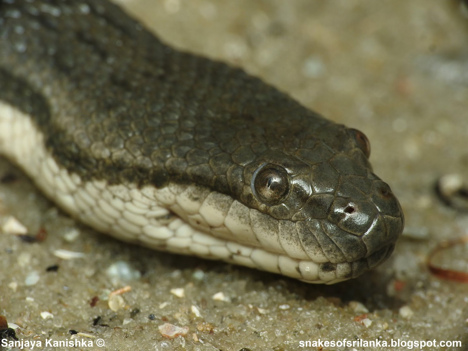 Dog-Faced Water Snake/කුණුදිය කලුවා (Cerberus rynchops-Schneider, 1799)