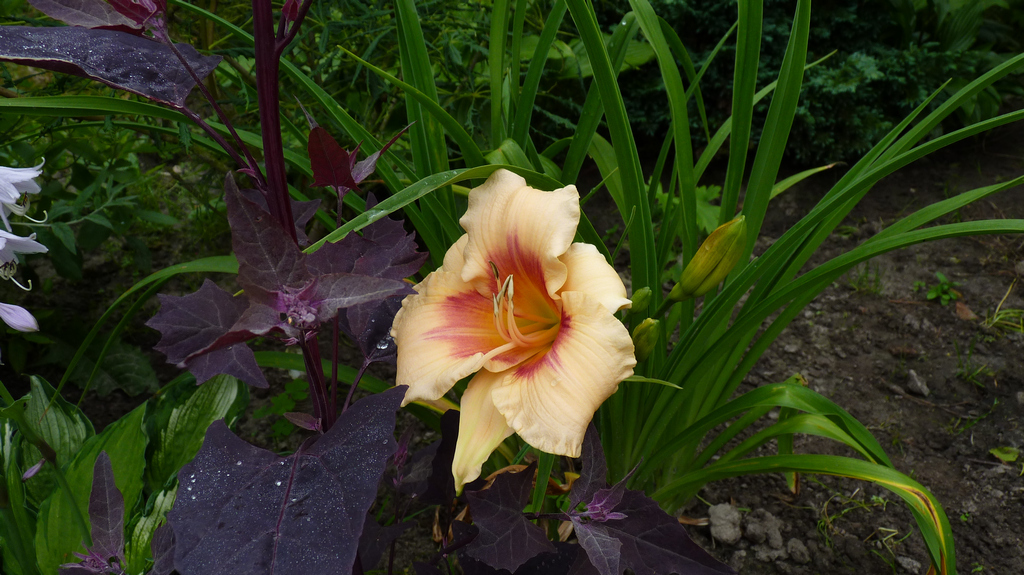Høneballehaven på Samsø og Hellerupvej på Fyn: Dagliljer/hemerocallis