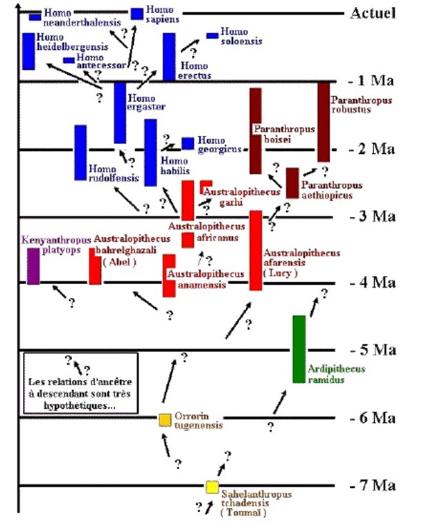 Club SVT Camille Guérin poitiers: THEME 1A TP6 lignée humaine