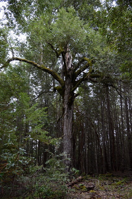 Hennessy Ridge and the world's largest tan oak