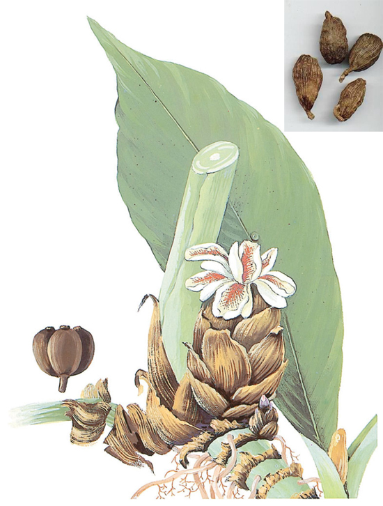 Tsaoko (Caoguo)-Amomum tsao-ko- Fructus Amomi Tsaoko