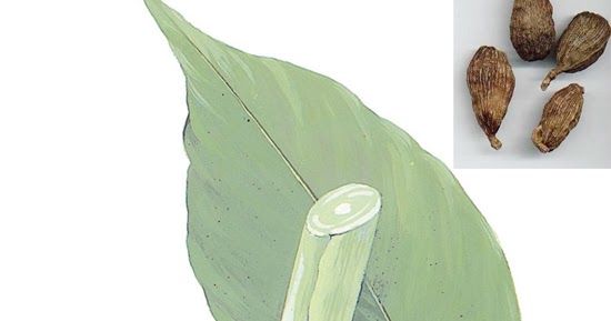 Tsaoko (Caoguo)-Amomum tsao-ko- Fructus Amomi Tsaoko