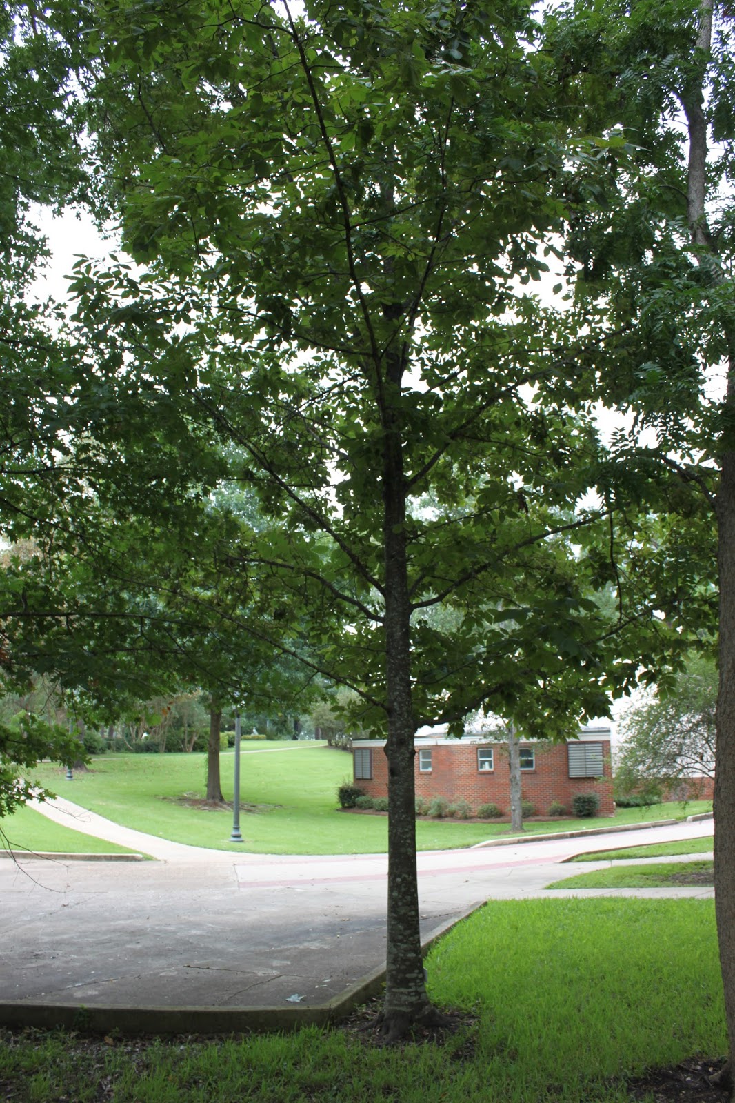 Centenary College Arboretum: Tree of the Week: Nutmeg Hickory (Carya ...