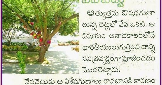 CHODAVARAMNET: INFORMATION ABOUT VEPA CHETTU - NEEM TREE