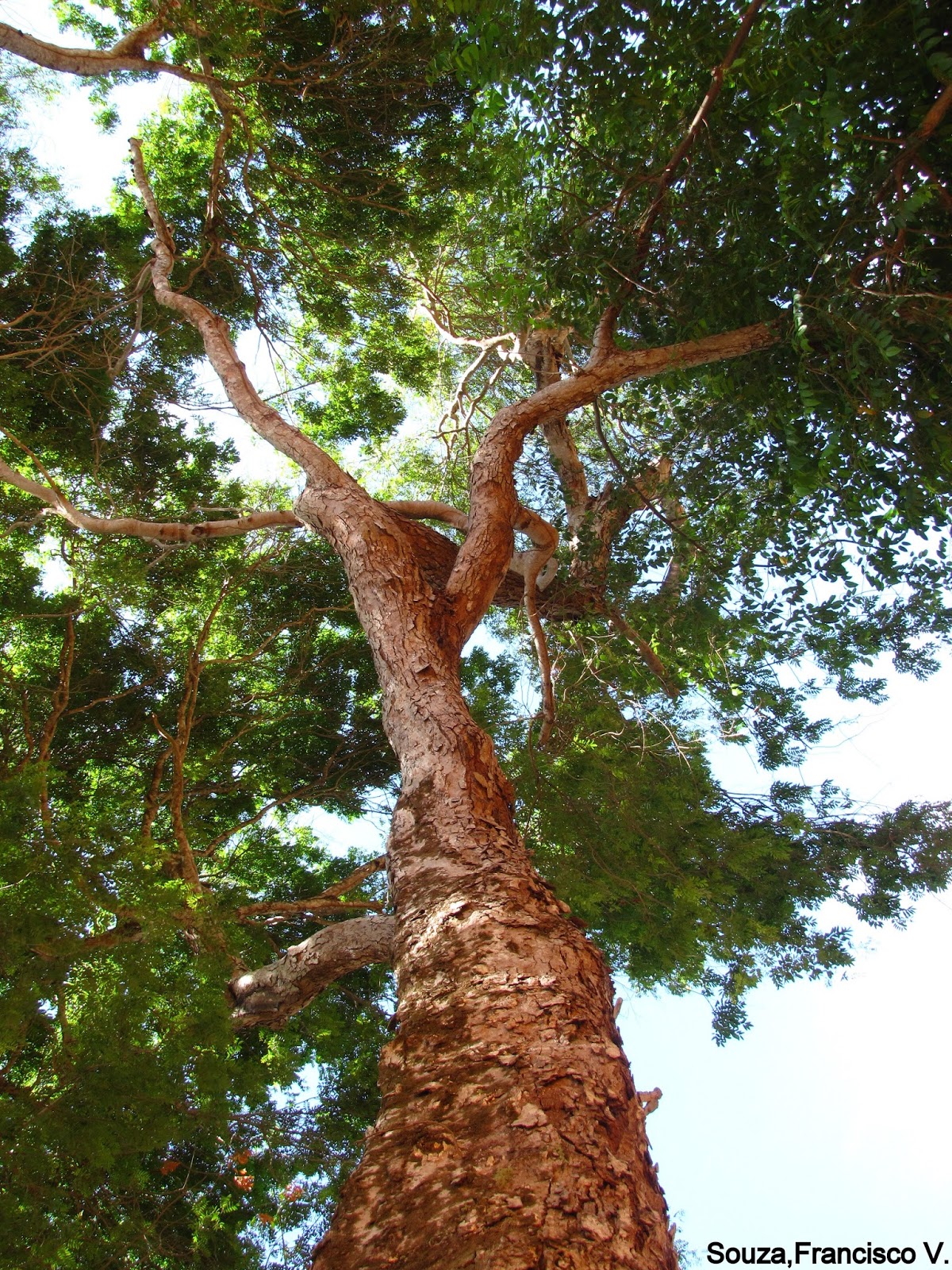 FAUNA E FLORA DO RN: Sucupira Bowdichia virgilioides Kunth