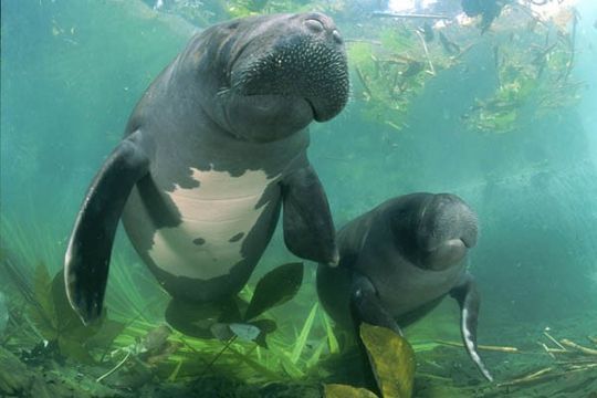 Mundo animal: Tudo sobre Manatins e Dugongos