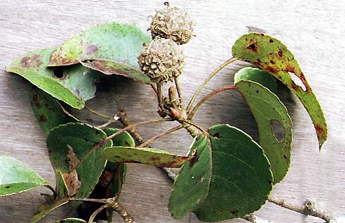 Rasamala - Altingia excelsa, Noronha