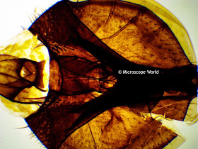 Microscope World Blog: House Fly Under Microscope!
