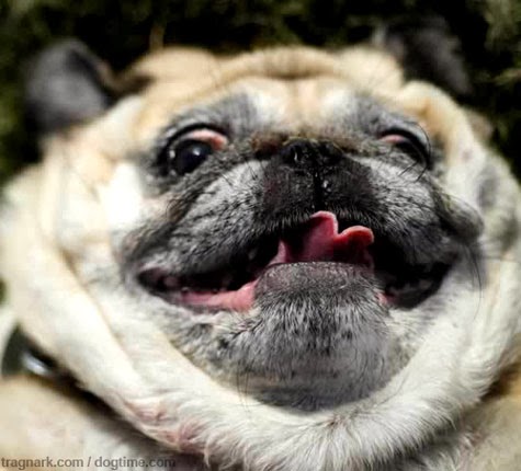Deal with pets: Funny Dog Faces Pictures