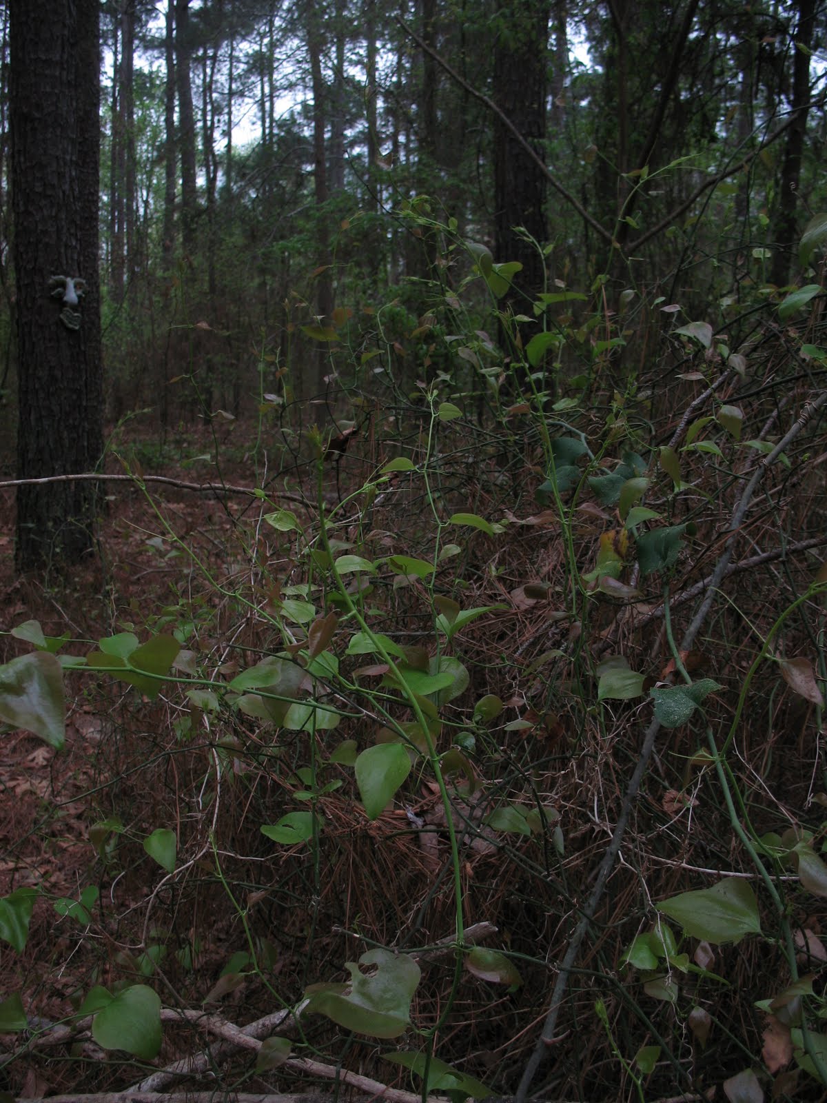 Sensible Survival: Edible Wild Plants - Green Briar Shoots