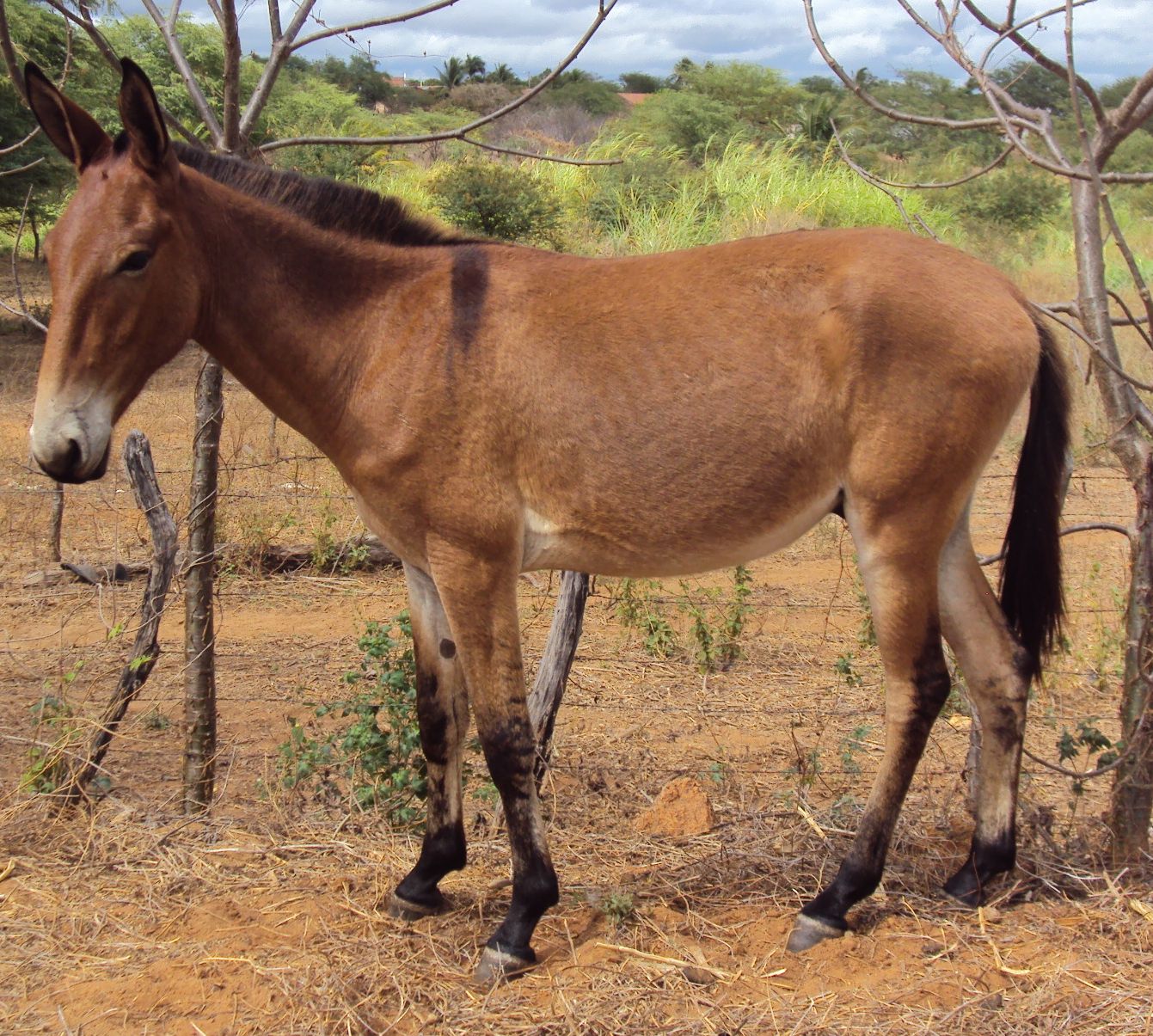 shopping do bode " compra venda troca": mulas a venda