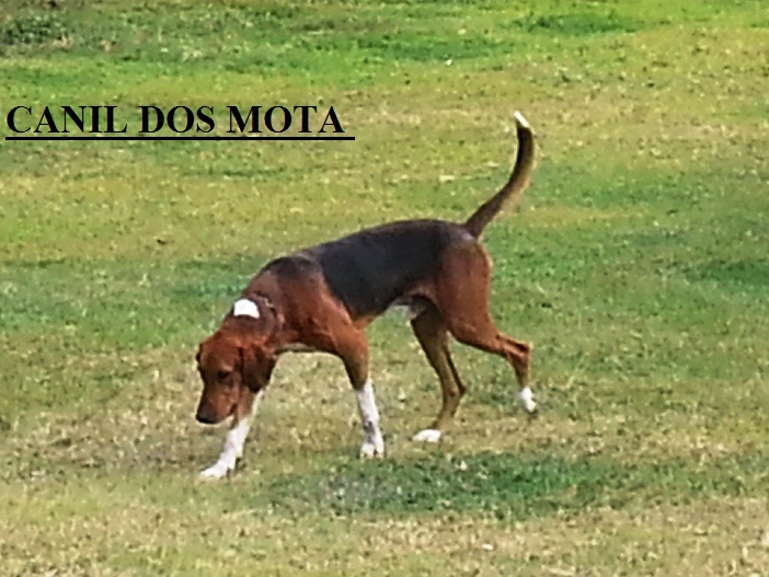 Canil dos Mota: "Apollo" neto de Modelo, filho de Apoema x Cuiabá ...