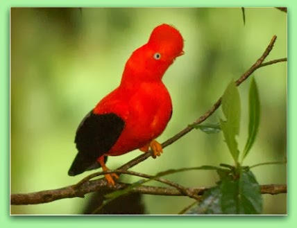 HISCULT: La Flor y el Ave Reconocidos como Emblemas de Perú