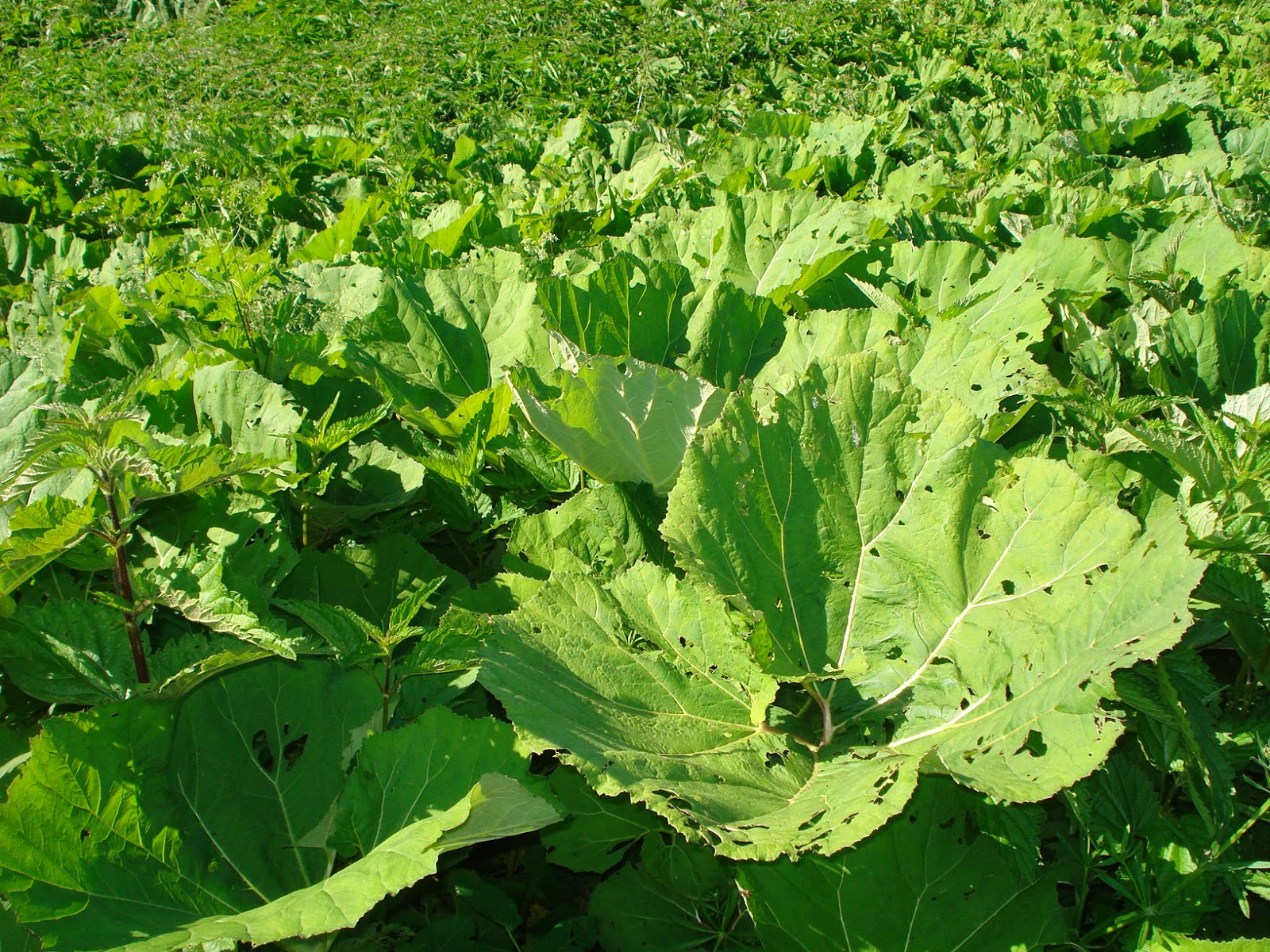 Krížikové vyšívanie: Lopúch